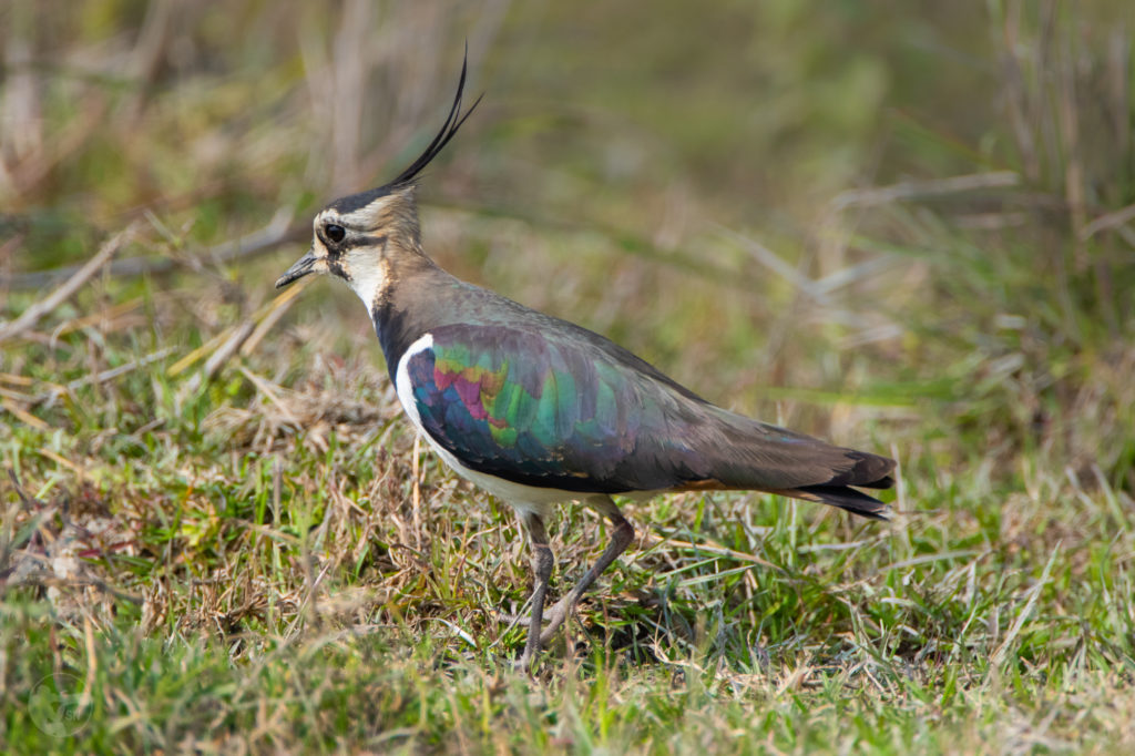 One Horn Nation – Shashanka Nanda