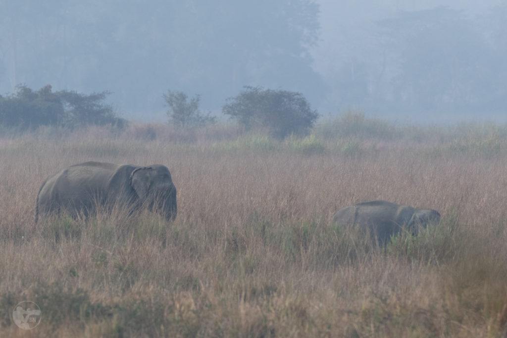 One Horn Nation – Shashanka Nanda