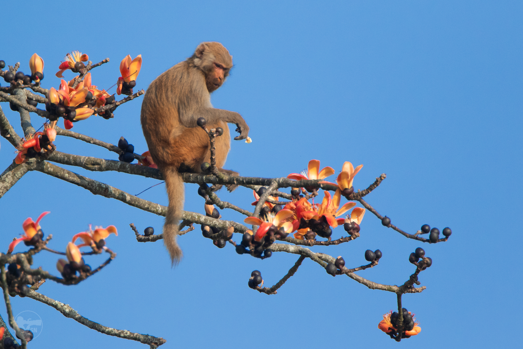 One Horn Nation – Shashanka Nanda